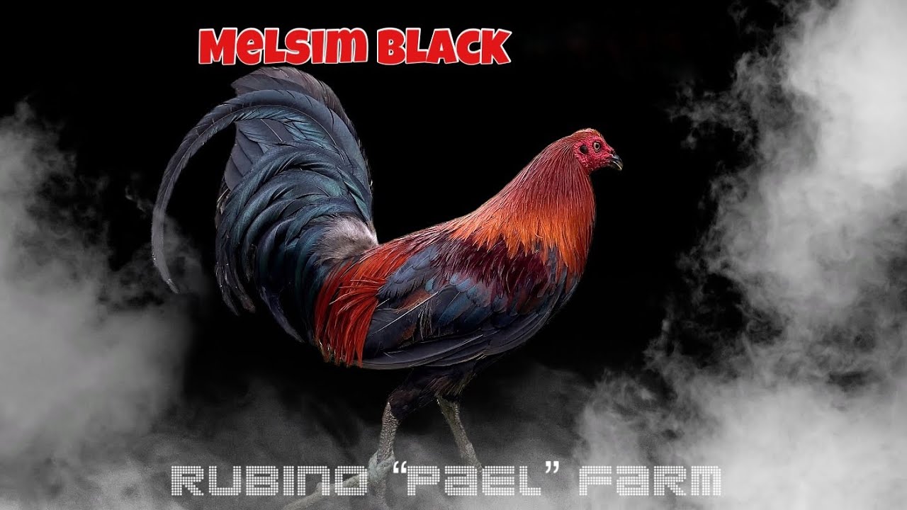 MELSIM BLACK Gamefowl in the Philippines visit Rubino “Pael” Farm - YouTube