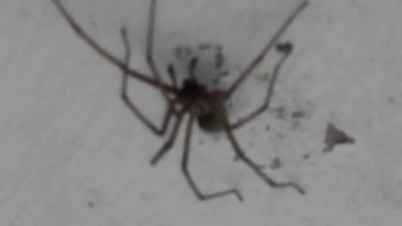 HOUSE SPIDER / Riesige HAUSSPINNE / Winkelspinne (Tegenaria atrica ...