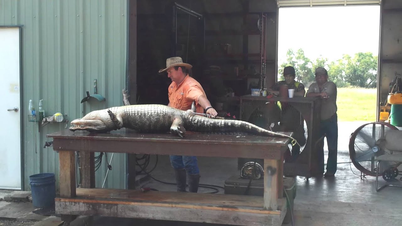 How to prepare a gator for skinning. Mind=Blown! - YouTube