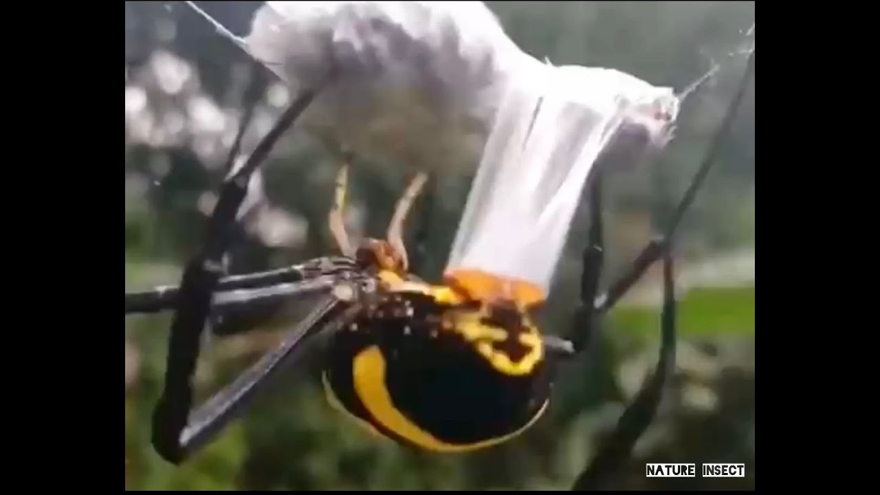 Spider Wrapping Prey - YouTube