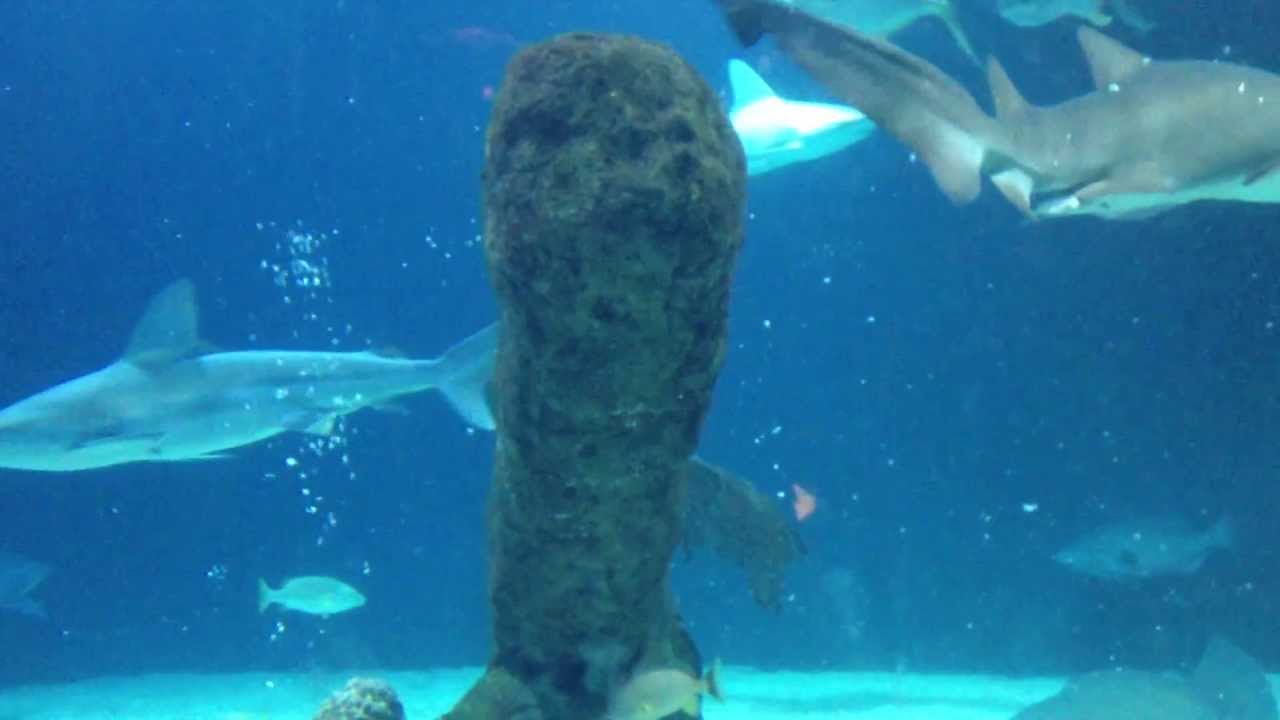 ABQ BioPark - Aquarium - YouTube