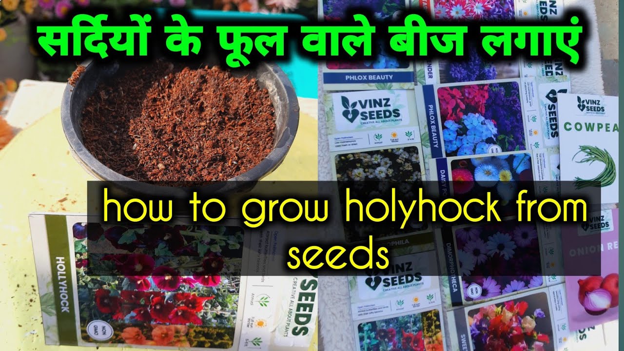 सर्दियों के फूलों के बीज लगाएं/how to grow holyhock flower from seeds vinz seeds - YouTube