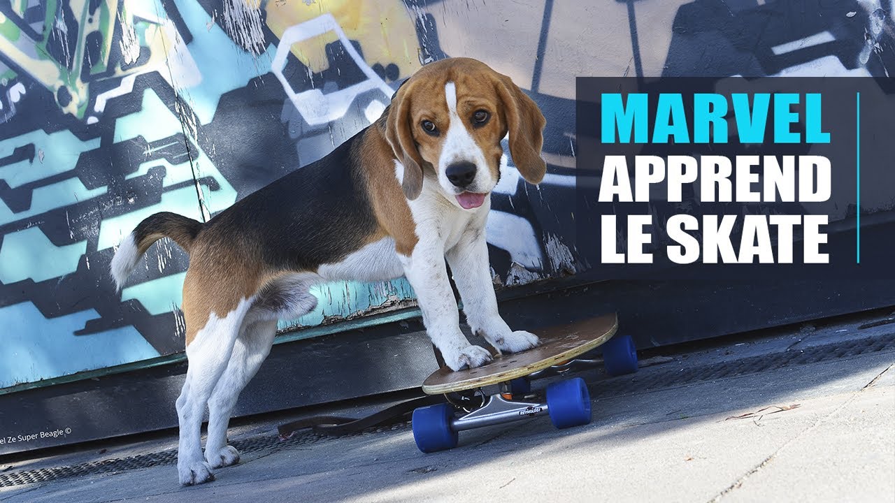 BEAGLE IS SKATEBOARDING - In progress 2.0 - YouTube