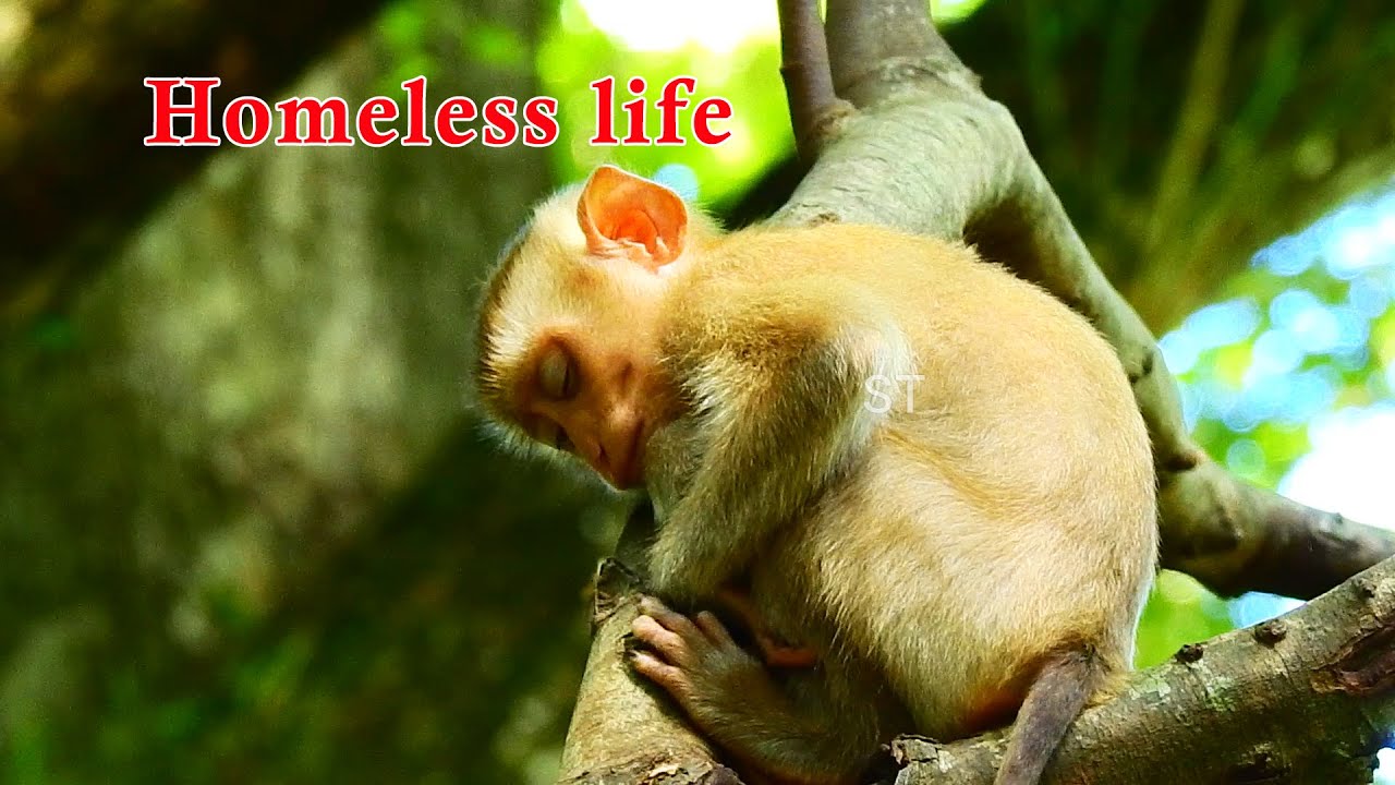 What a poor life orphan monkey sleep alone ! This is real life baby ...