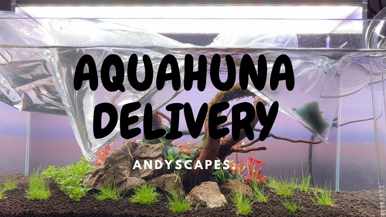 AquaHuna Unboxing + Pearl Galaxy Medaka Ricefish + Shrimp Blood - YouTube