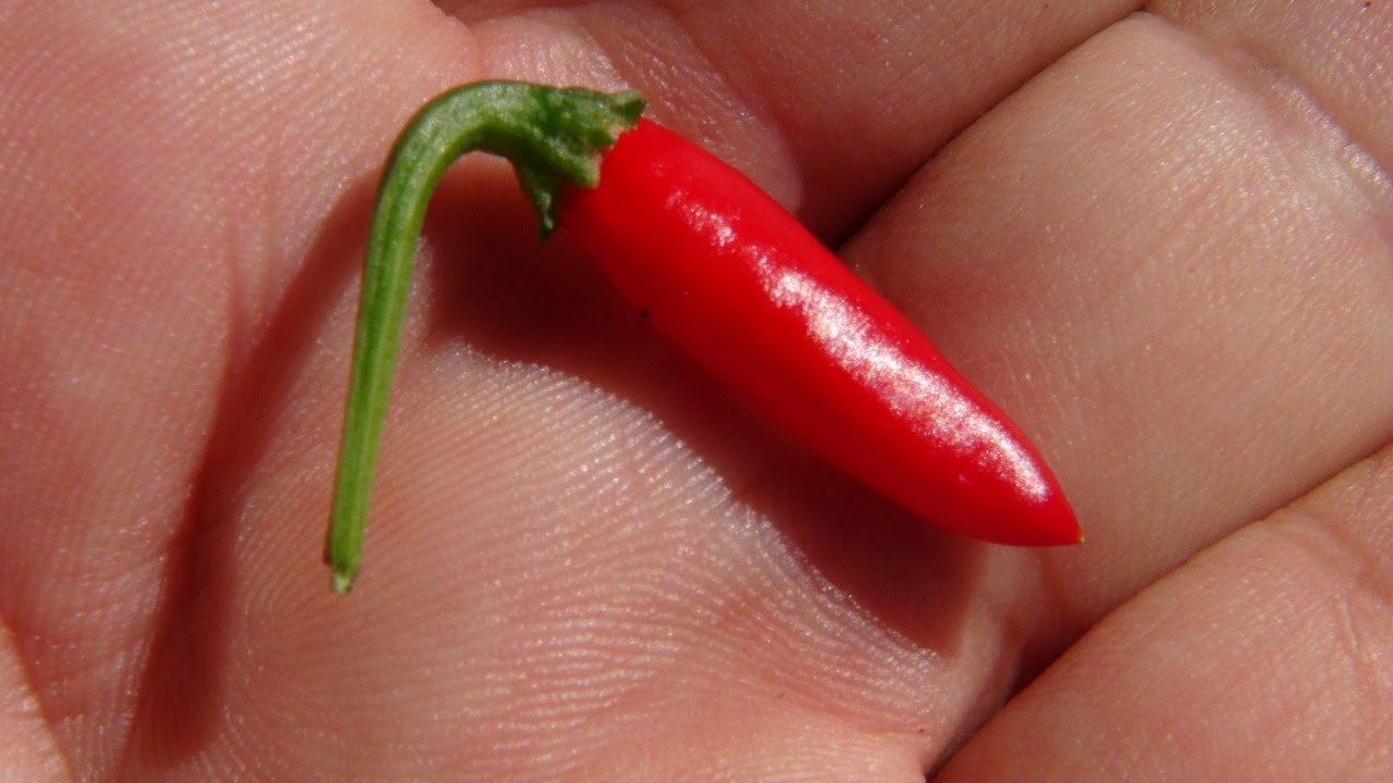 Cap 501 Pepper | Capsicum chacoense | Pod Review - YouTube