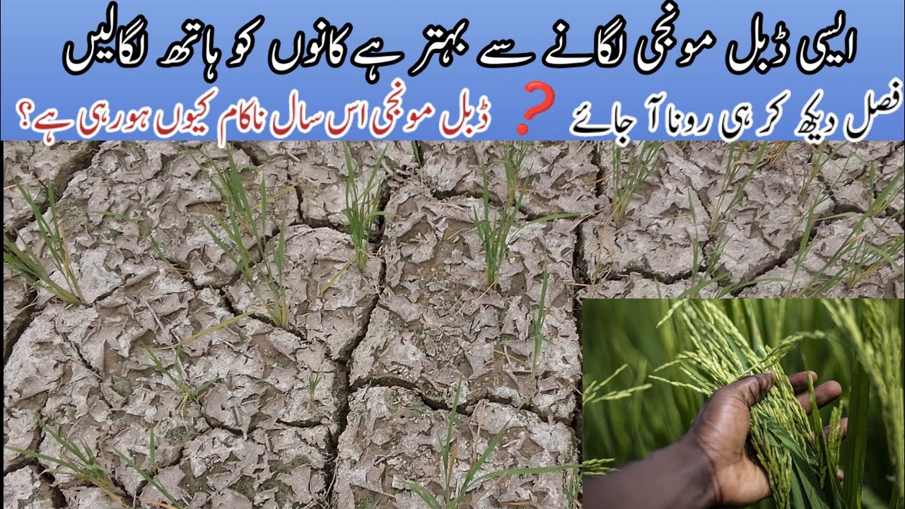 Double Rice Crop Failure : Lessons Learned From A Failed Experiment ...