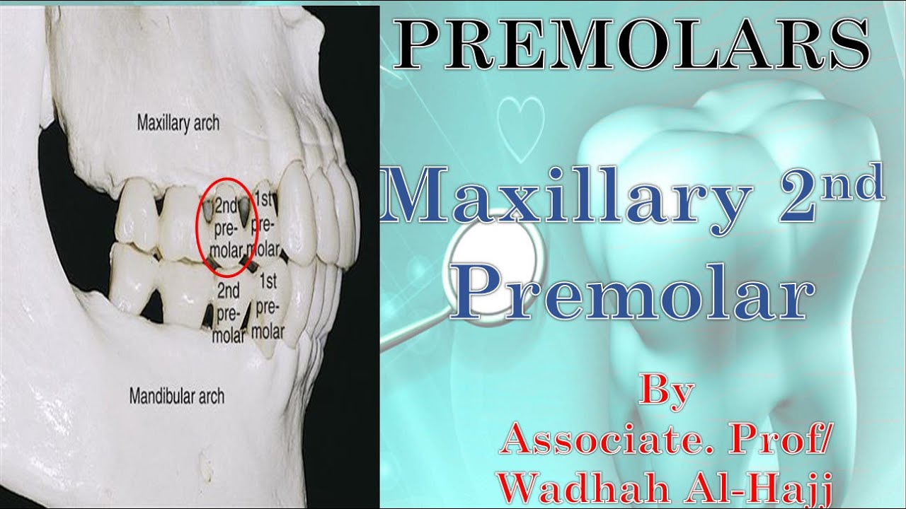 11- Premolars – Maxillary 2nd premolars. Dr Wadhah Dental Anatomy ...