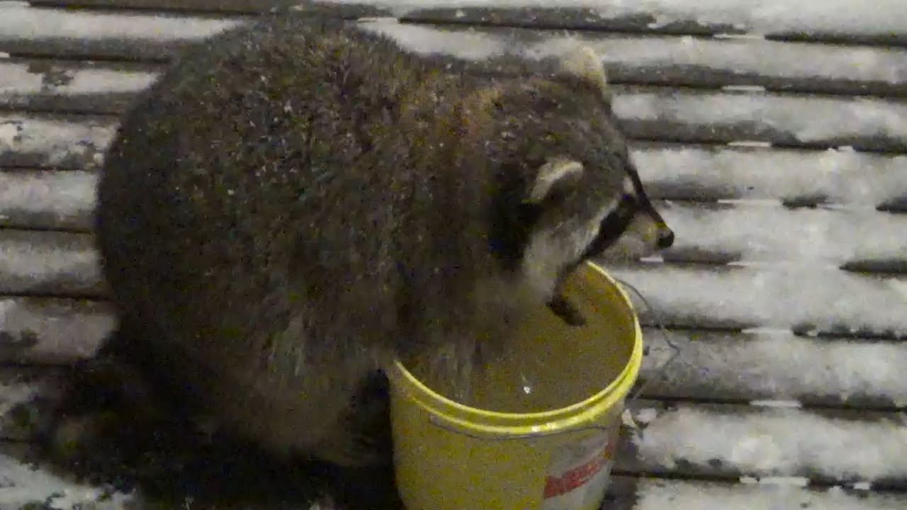 Raccoons in a Snow Storm - YouTube