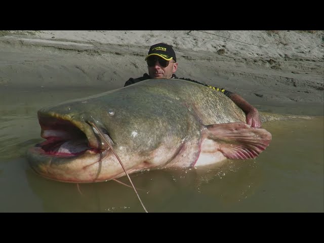 Biggest Catfish World Record