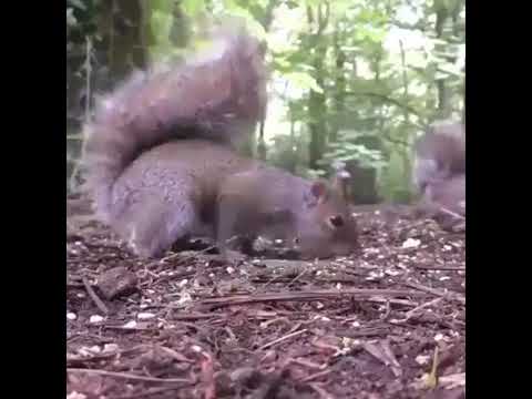 yılan ile sincap kapışması