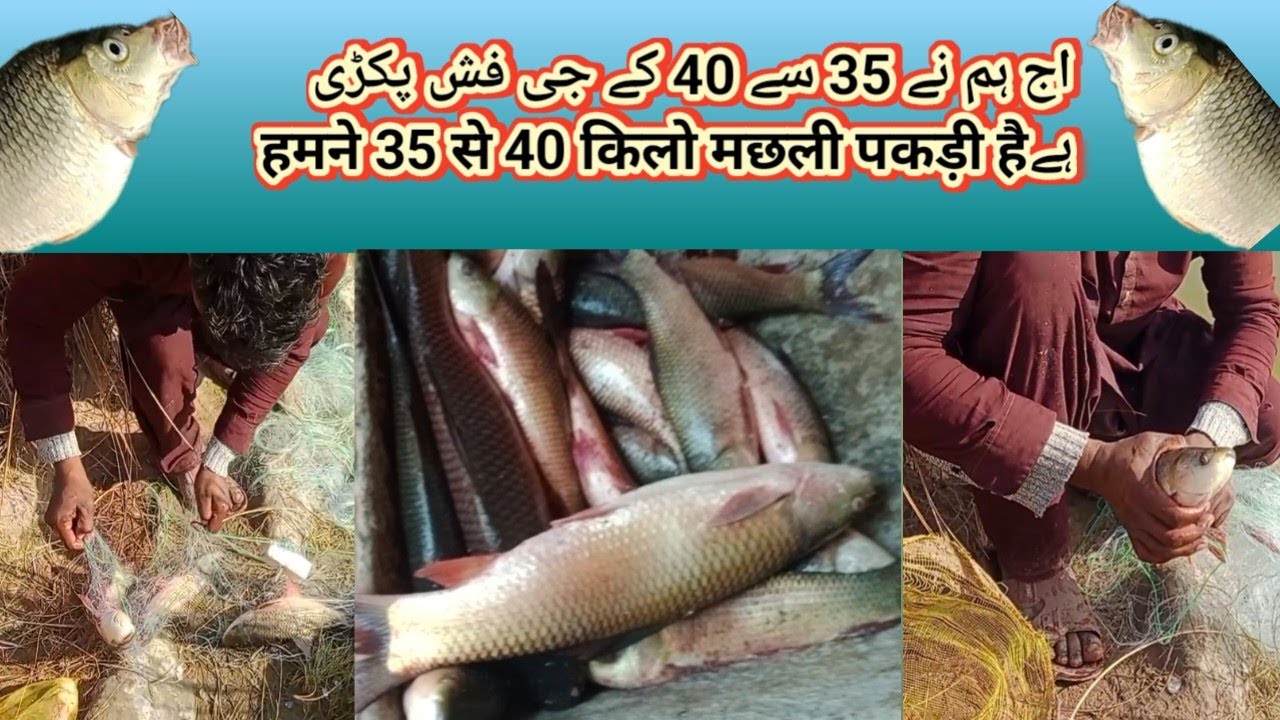 Jaal se fish 🐟 35 40 kilo pakdi hai 🎣जाल से मछली 35 40 किलो पकड़ी🐟🥱🎣👈 ...