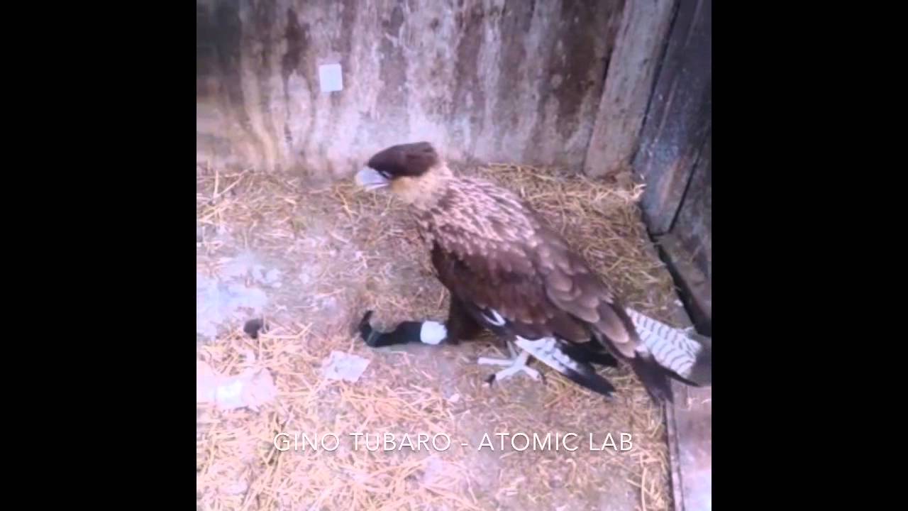 Atomic Lab Eagle - YouTube