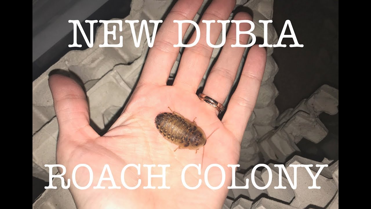 NEW DUBIA COLONY · Feeding tarantulas - YouTube