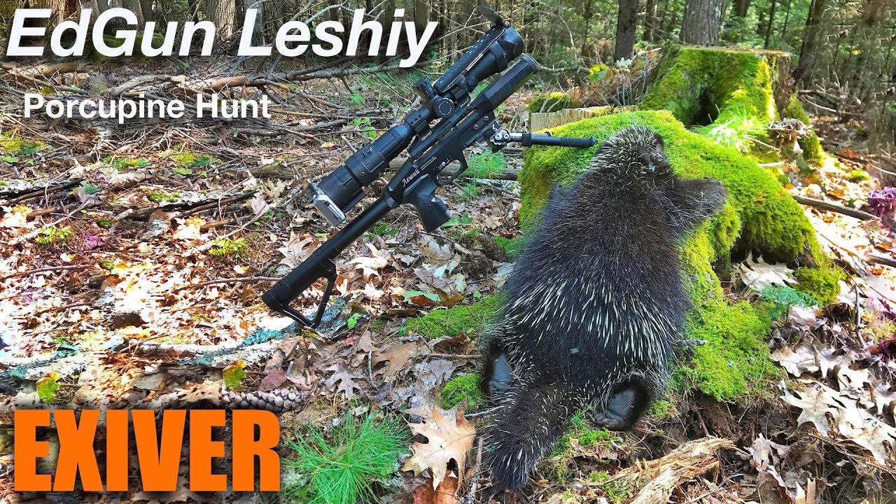 Edgun Leshiy Porcupine hunt - YouTube