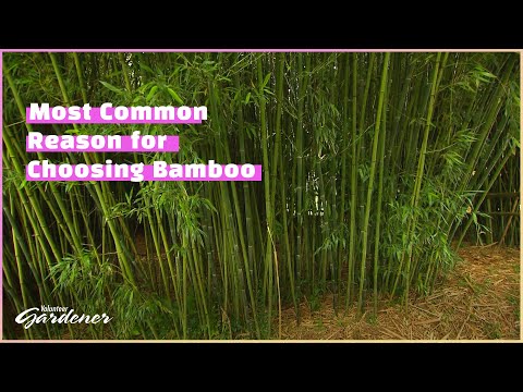 How Many Natural Types Of Bamboo