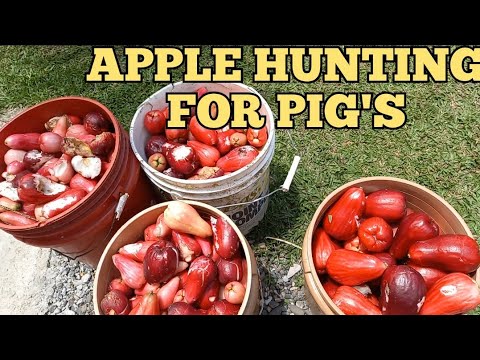 EPIC APPLE HUNTING/ HOW TO MAKE APPLE JUICE - YouTube