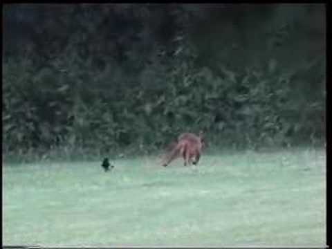 The Magpie and the Fox - YouTube