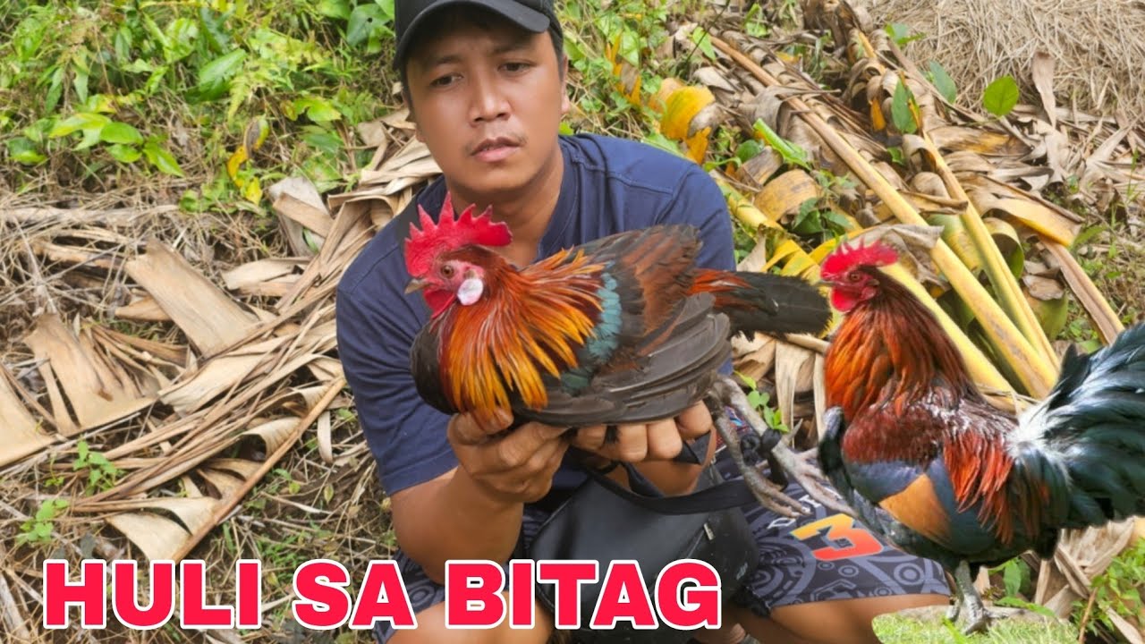 Wild chicken nahuli sa bitag ng mga mangangaso sa bundok endagered ...