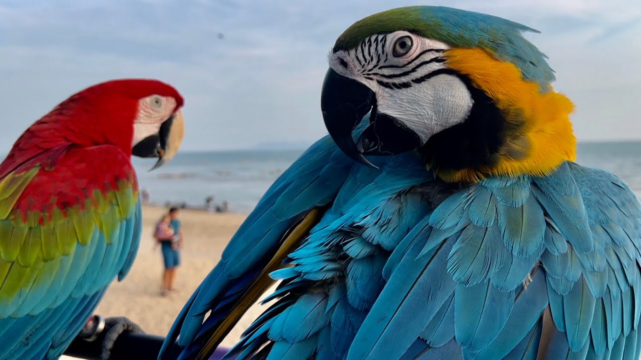 Pattaya Bird Beach? - YouTube
