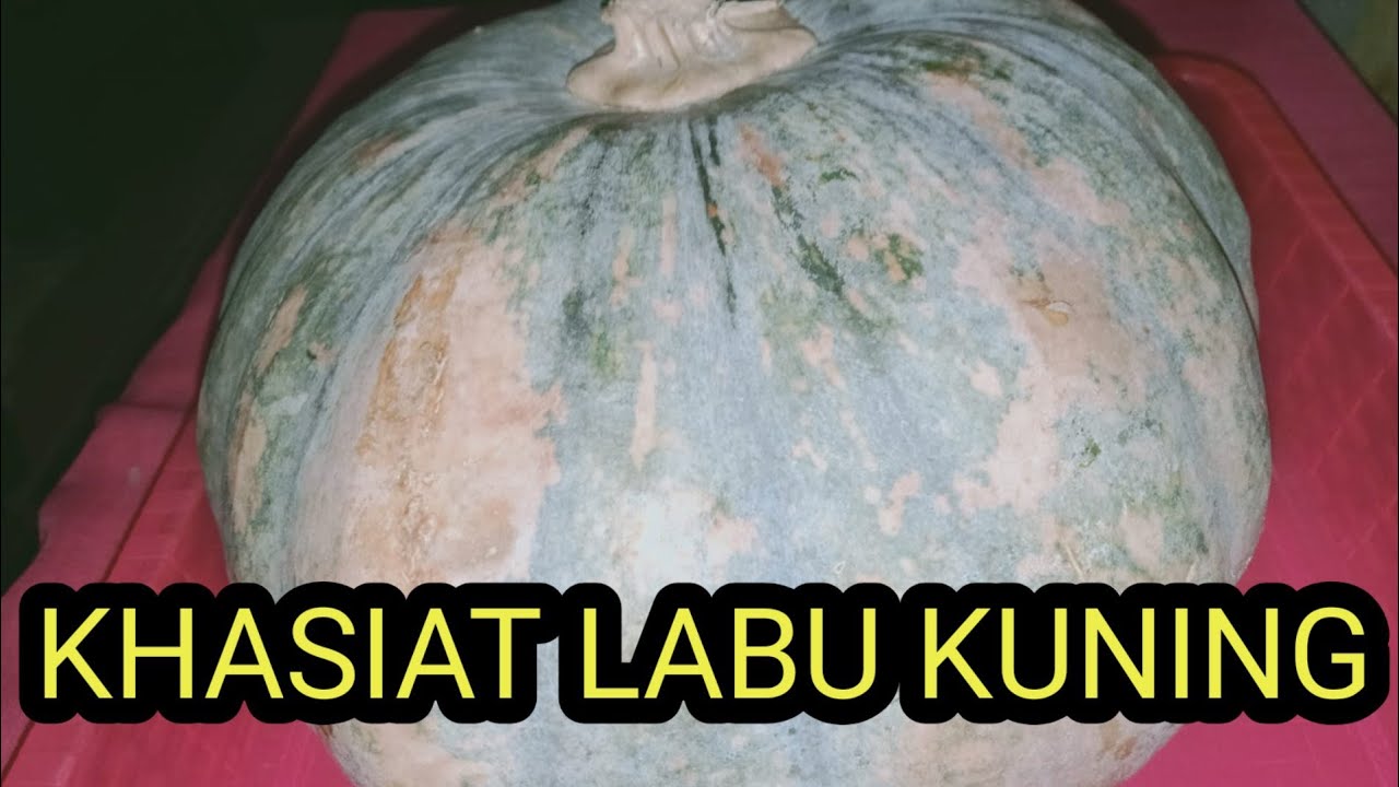 KHASIAT LABU KUNING II LABU PARANG - YouTube