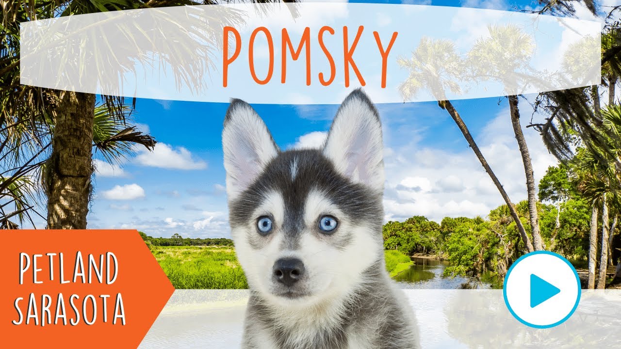 Pomsky Fun Facts - YouTube