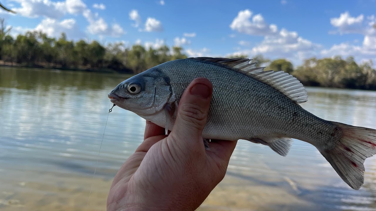 Worms for SILVER || Fishing MURRAY RIVER || MILDURA - YouTube