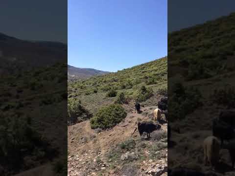 Yürü felek yürü derdim var benim 🎼