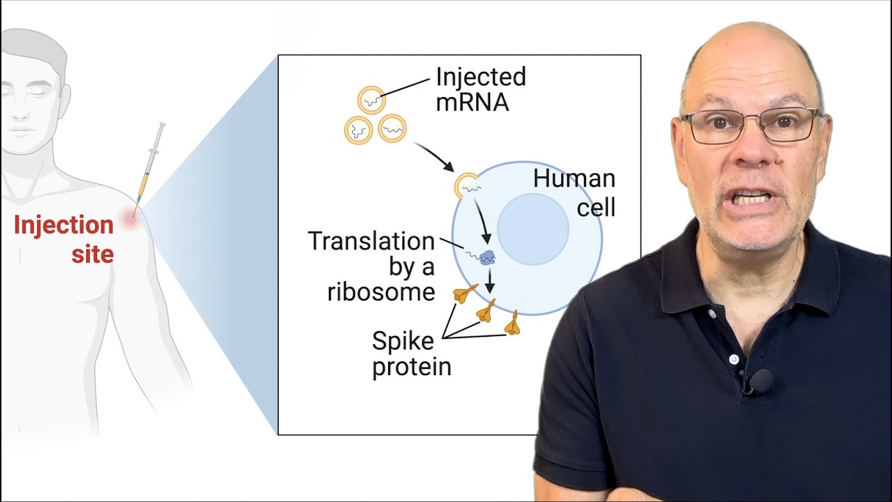 How do mRNA vaccines work? - YouTube