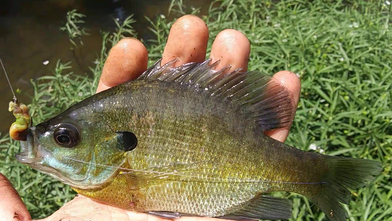 IN GOD River Fishing and caught a few Bluegill Brim In Natures Great ...