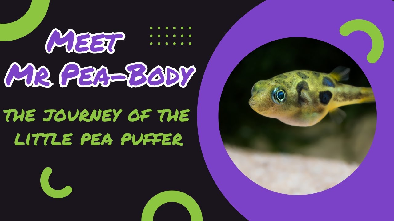 Mr Pea-Body, the Pea Puffer that could! - YouTube