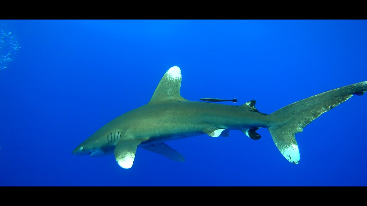 Golden Dolphin Safari World - YouTube