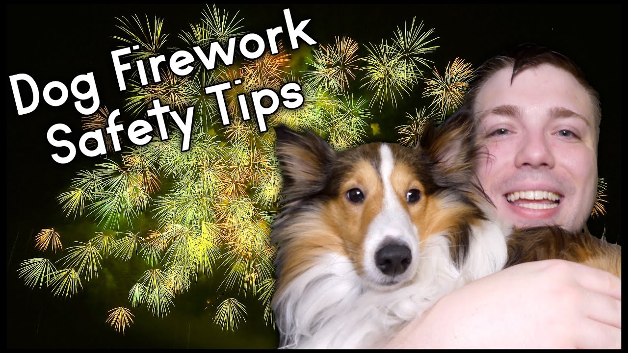 Dog Firework Safety | Keep Your Dog Calm on the 4th of July! - YouTube