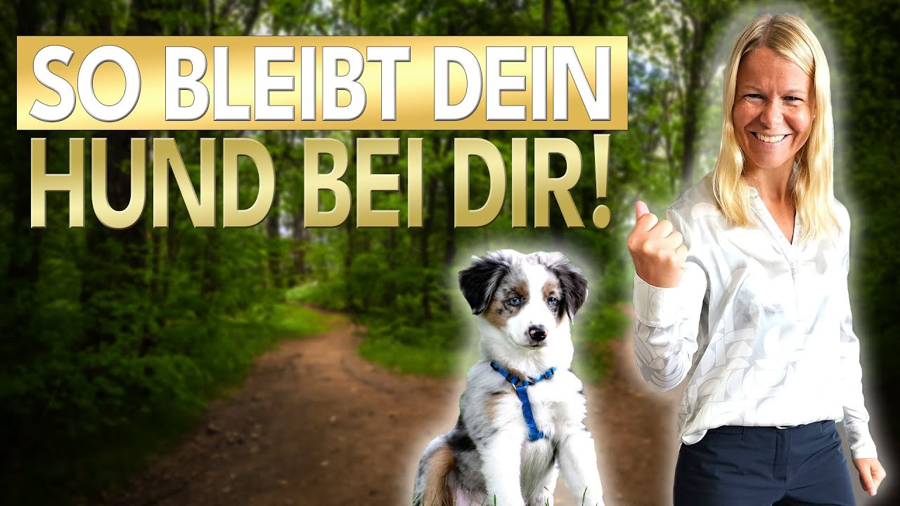 So bleibt dein Hund GERNE in deiner Nähe - YouTube
