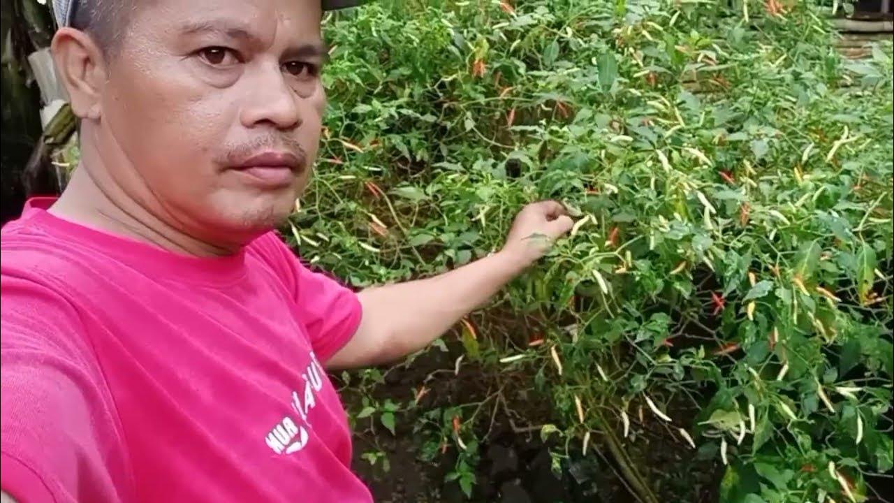 Siling Labuyo isang kilo bawat harvest sa isang puno #reymzvlog - YouTube