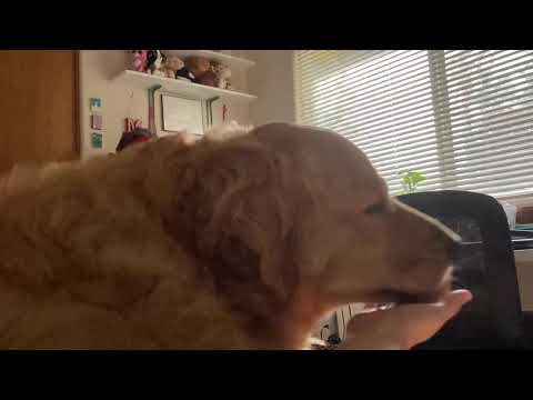 Dog licks hand