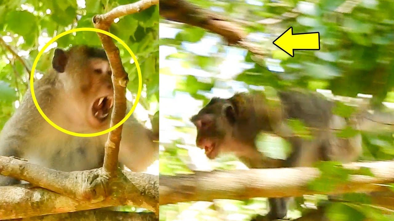 GOD Save Jazzy !! Jane Monkey Rush Without Care Her Life, Why Joey Monkey Look Not Like Bb Today ...