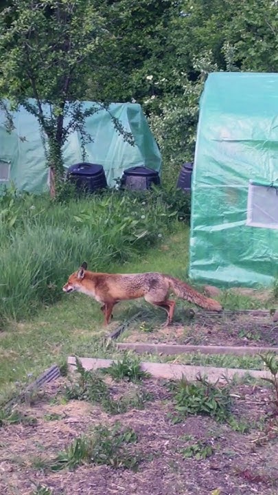 FOXY FOXY! | Gardening #short #gardening #gardeningtips #garden - YouTube