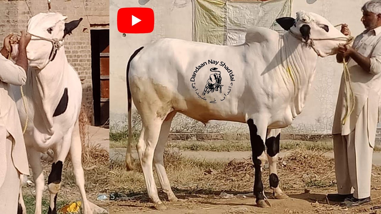 One of the Most Beautiful Dhani bull || Collection 2019-2020 || - YouTube