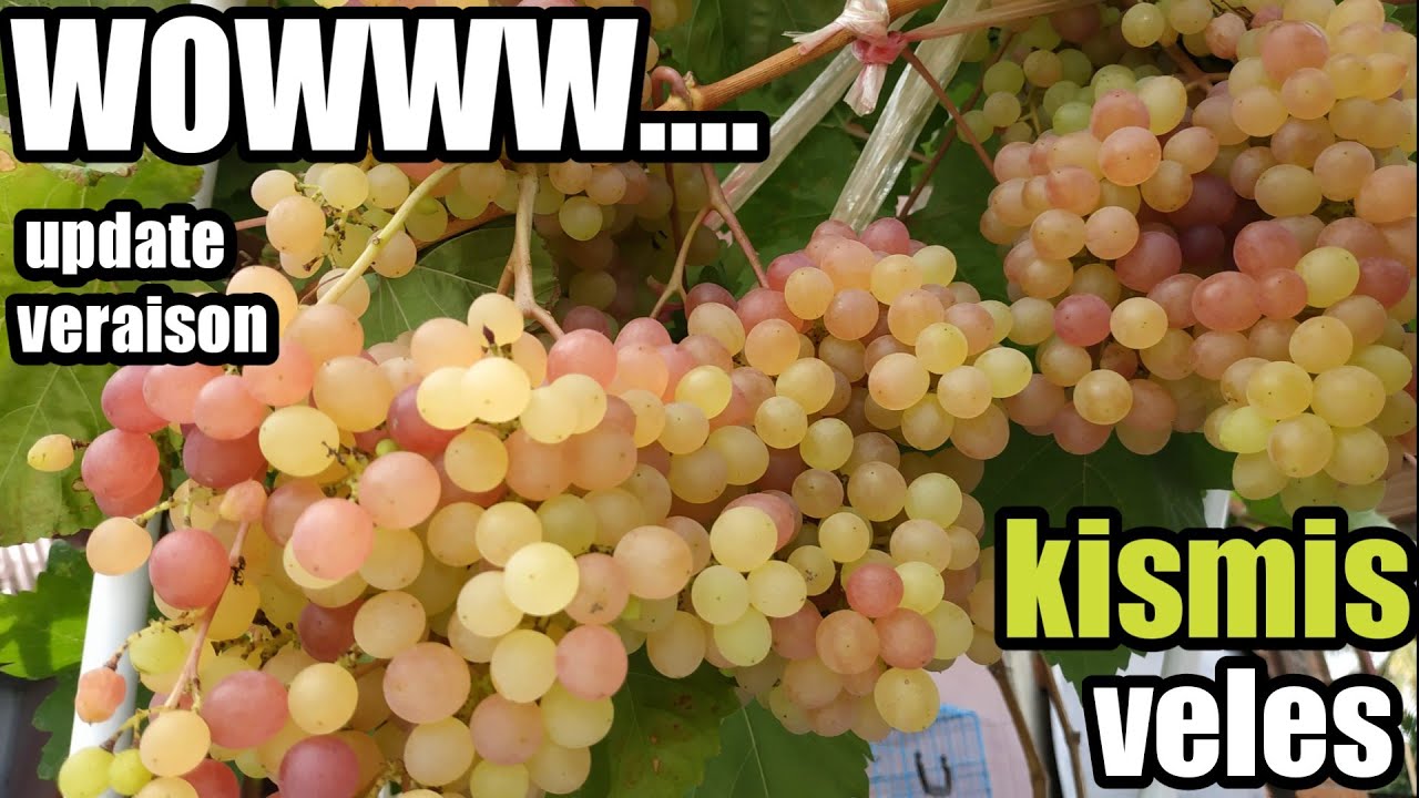 inilah anggur veles - update veraison rasa buahnya sangat manis - YouTube