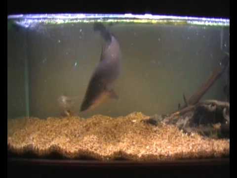 Barra The Pet Barramundi - YouTube