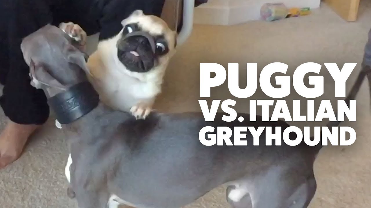 Pug and Italian Grey Hound play - YouTube