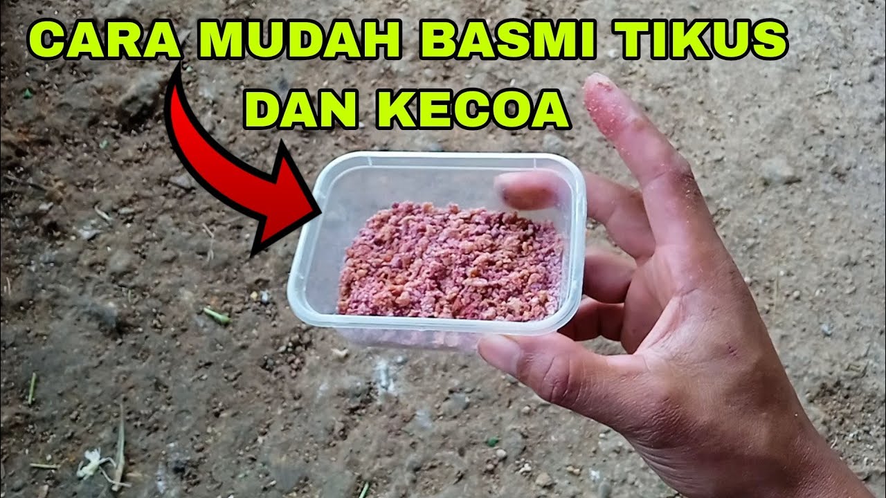 CARA MUDAH BASMI TIKUS DAN KECOA - YouTube