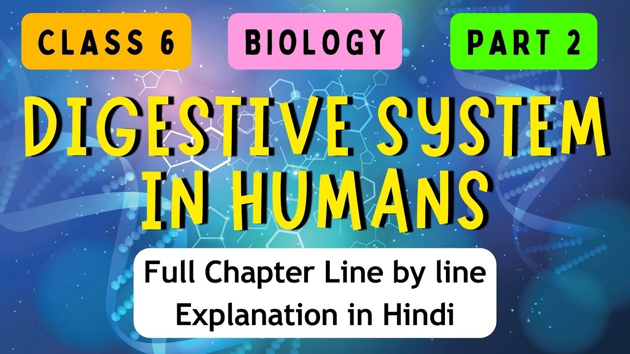 Digestive System in Humans || ICSE Class 6 || Part - 2 || ICSE Biology ...