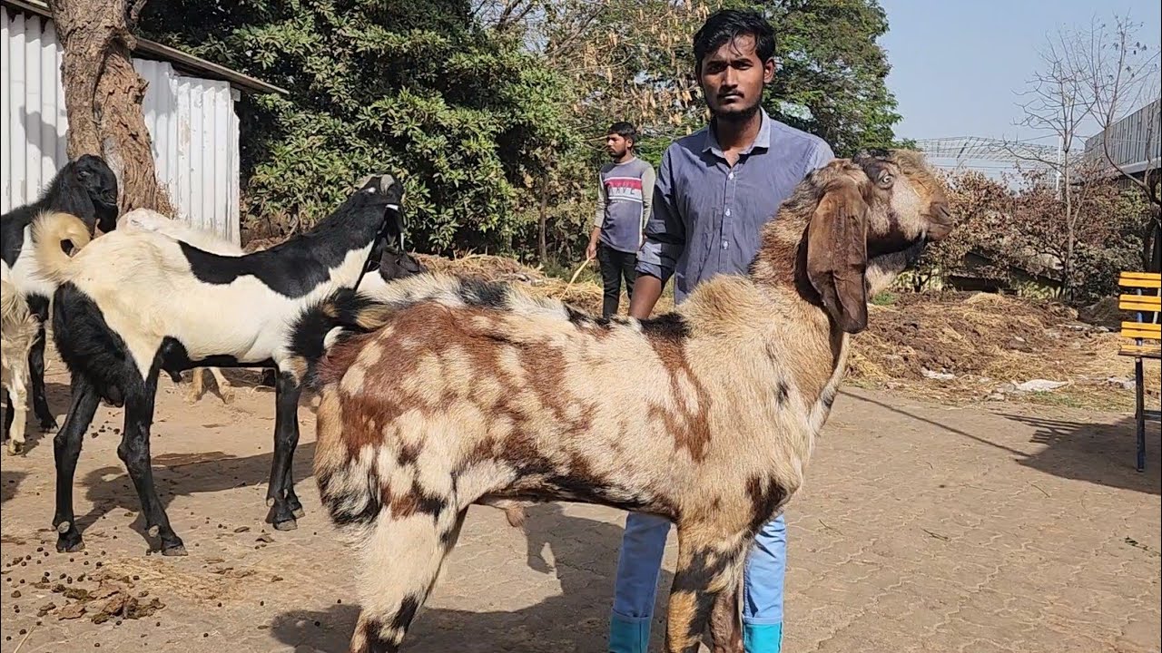 Biggest Andul Collection Of Umar Goat Farm Padgha Bhiwandi. - YouTube