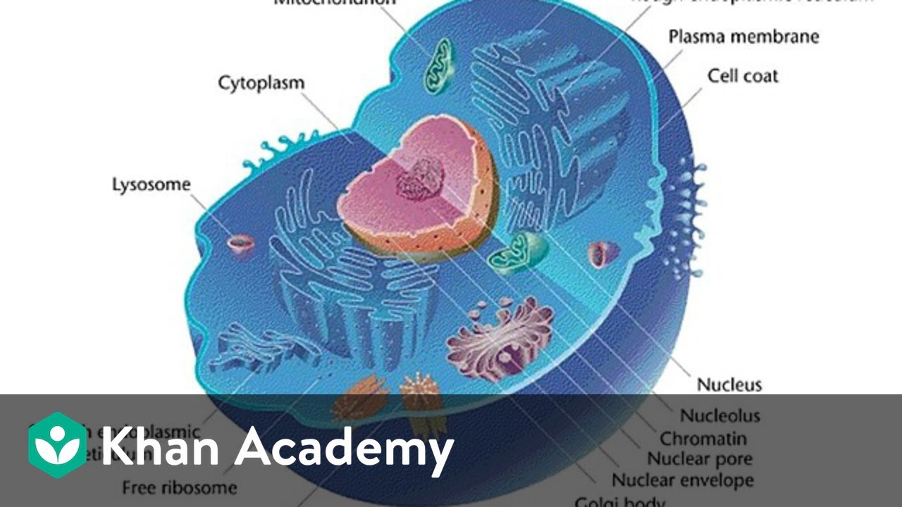 Prokaryotic and Eukaryotic Cells | Cell: The Unit of Life | Biology ...