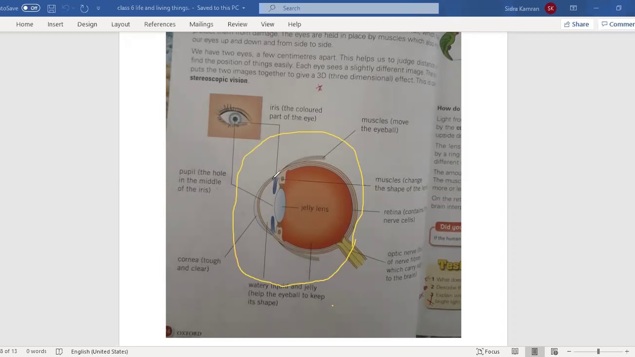 Organ system, Sense organ (eye) - YouTube
