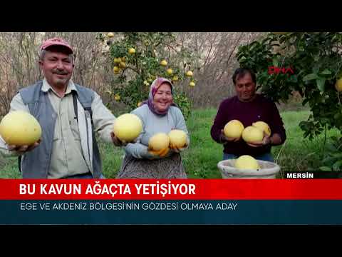 BU KAVUN AĞAÇTA YETİŞİYOR