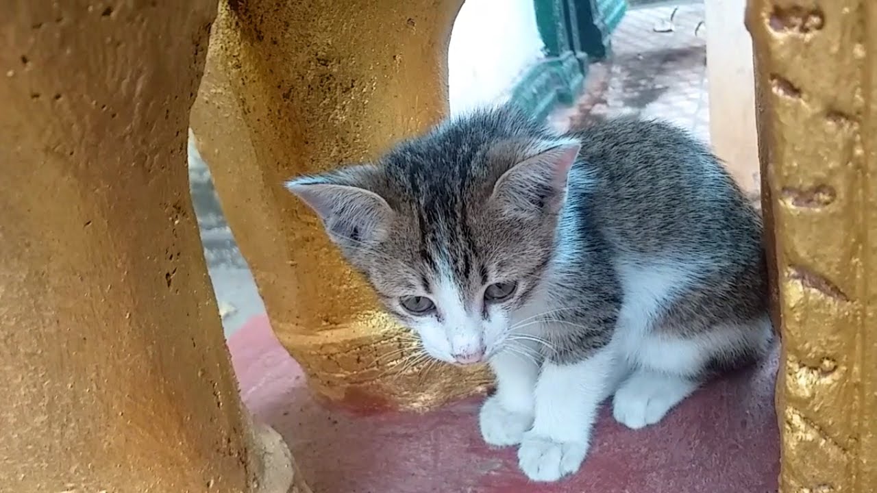 The most love Mey mey she is beautiful kitten - YouTube