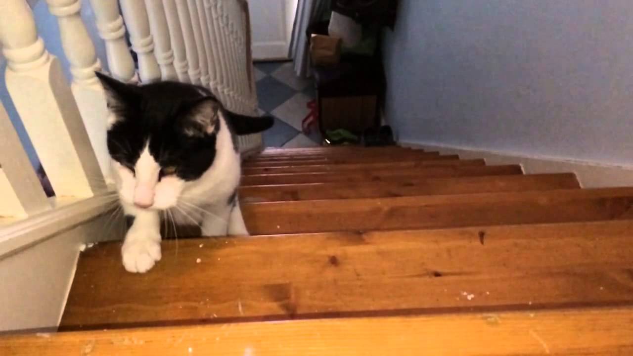 Cute Elvis Cat climbing up the stairs [Slowmotion] - YouTube